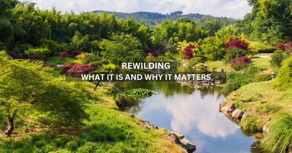 What is rewilding? We help you to understand - explorer.land